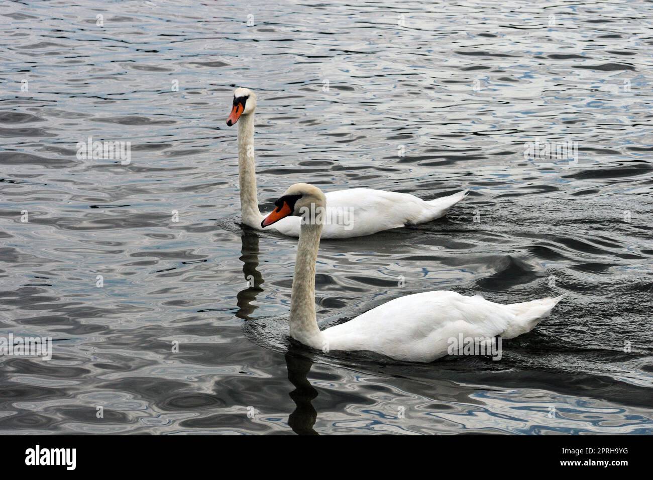 2 Swans are swimming in the water Stock Photo - Alamy