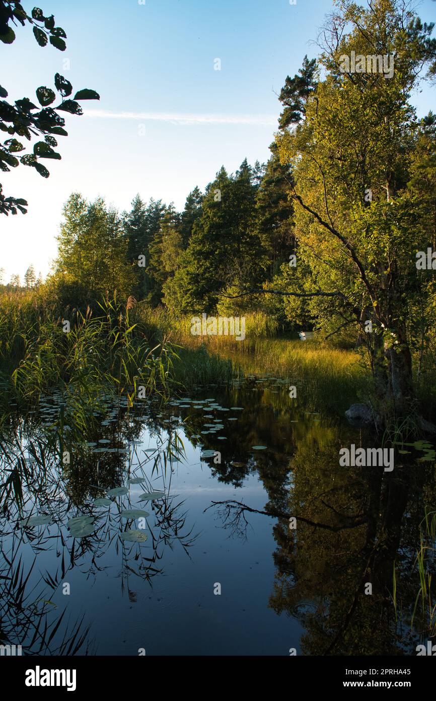 Blueberries in swedish forest hi-res stock photography and images - Alamy