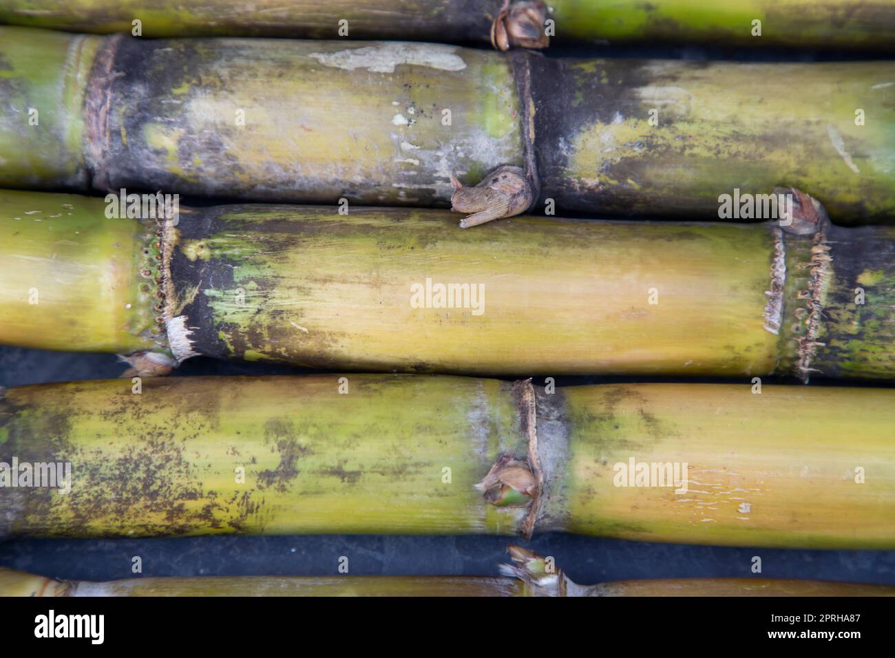 Sugarcane slices hi-res stock photography and images - Alamy