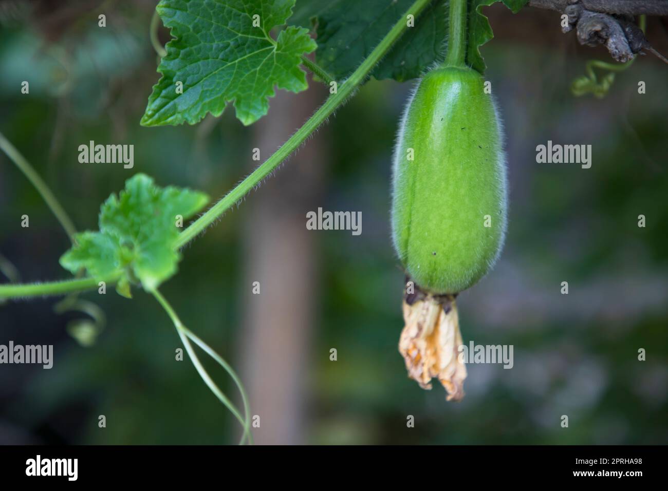 Wax Gourd Chalkumra organic vegetable. Ash Gourd Winter Melon Seeds ...
