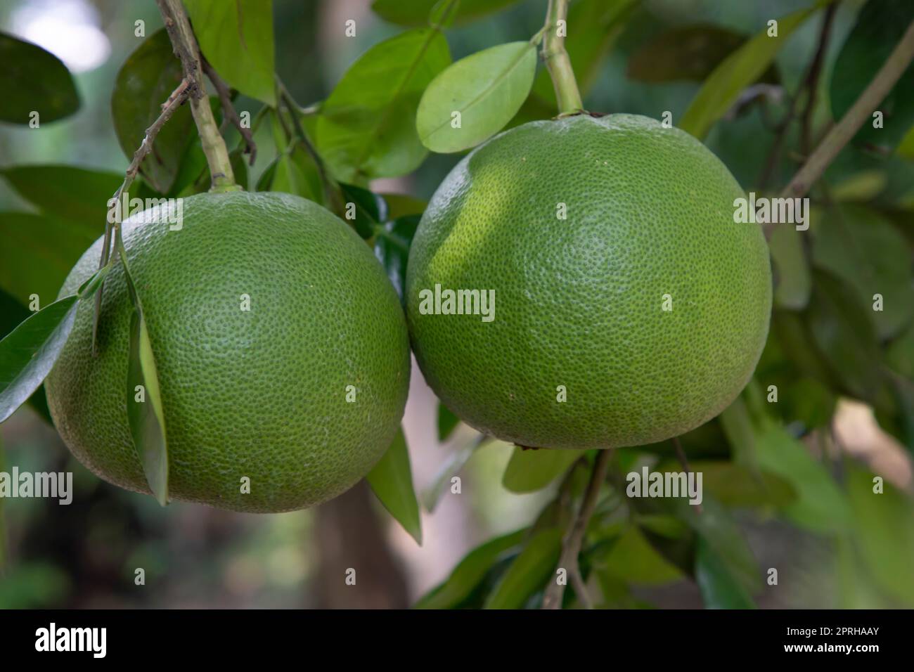 Green Pomelo (Citrus grandis) Pomelos are the largest fruit oranges ...