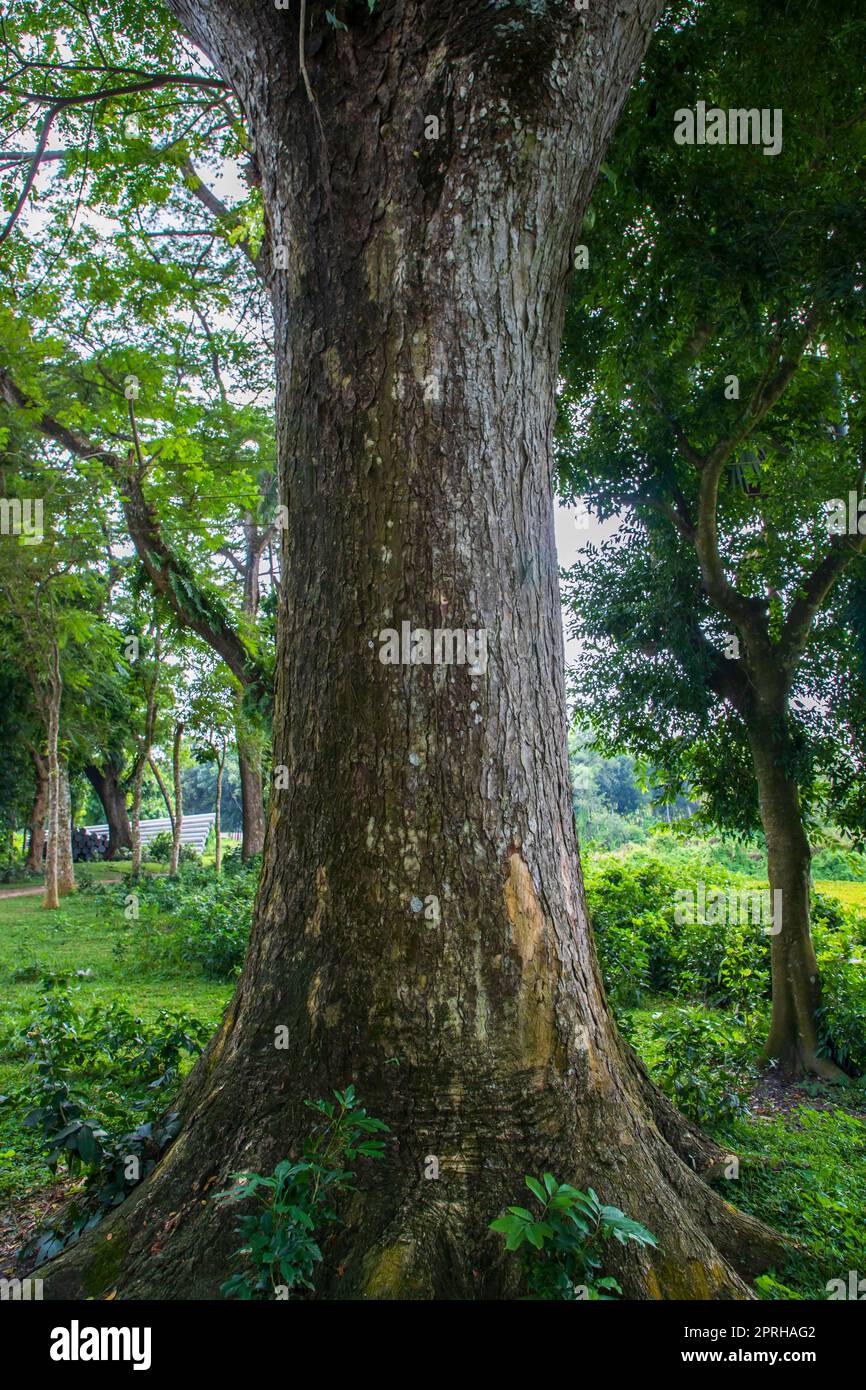 the biggest tree in the forest with a greenery view Stock Photo - Alamy