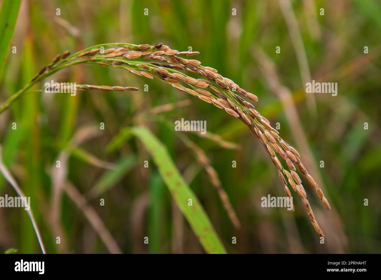 Ripe Golden Paddy rice spike with the blurry background Stock Photo - Alamy