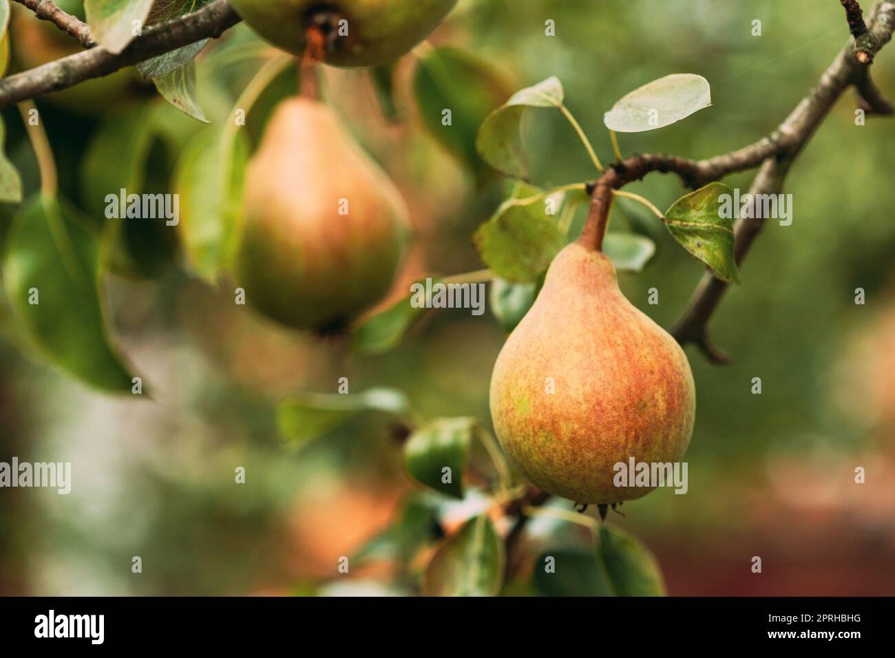Green Ripe Pear Fruits Of Pyrus on Tree In Summer Vegetable Garden ...