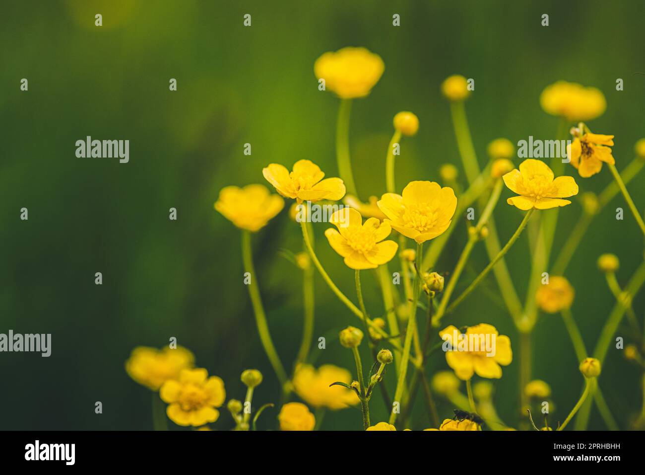 Green Spring Forest. Plant Ranunculus Acris With Yellow Flowers On ...