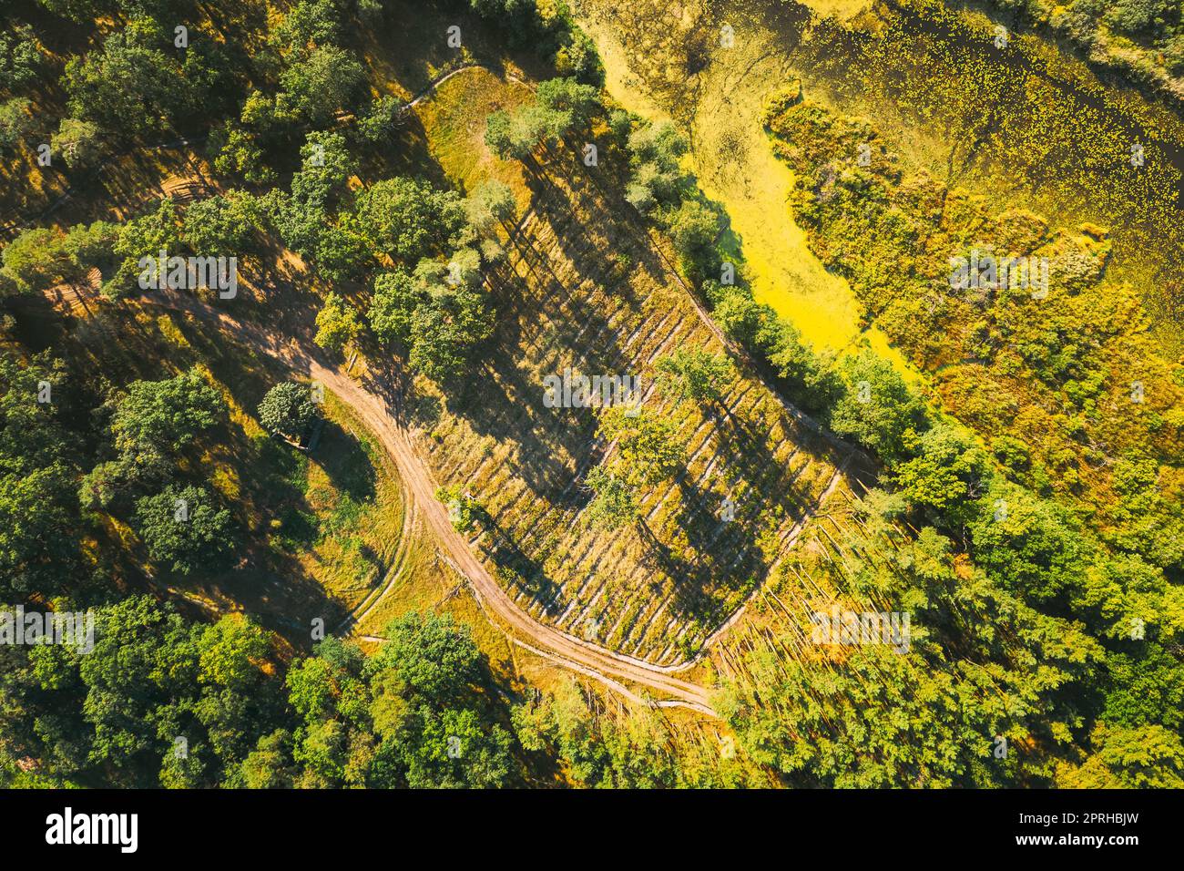 Aerial View Green Forest Deforestation Area Landscape. Top View Of New ...