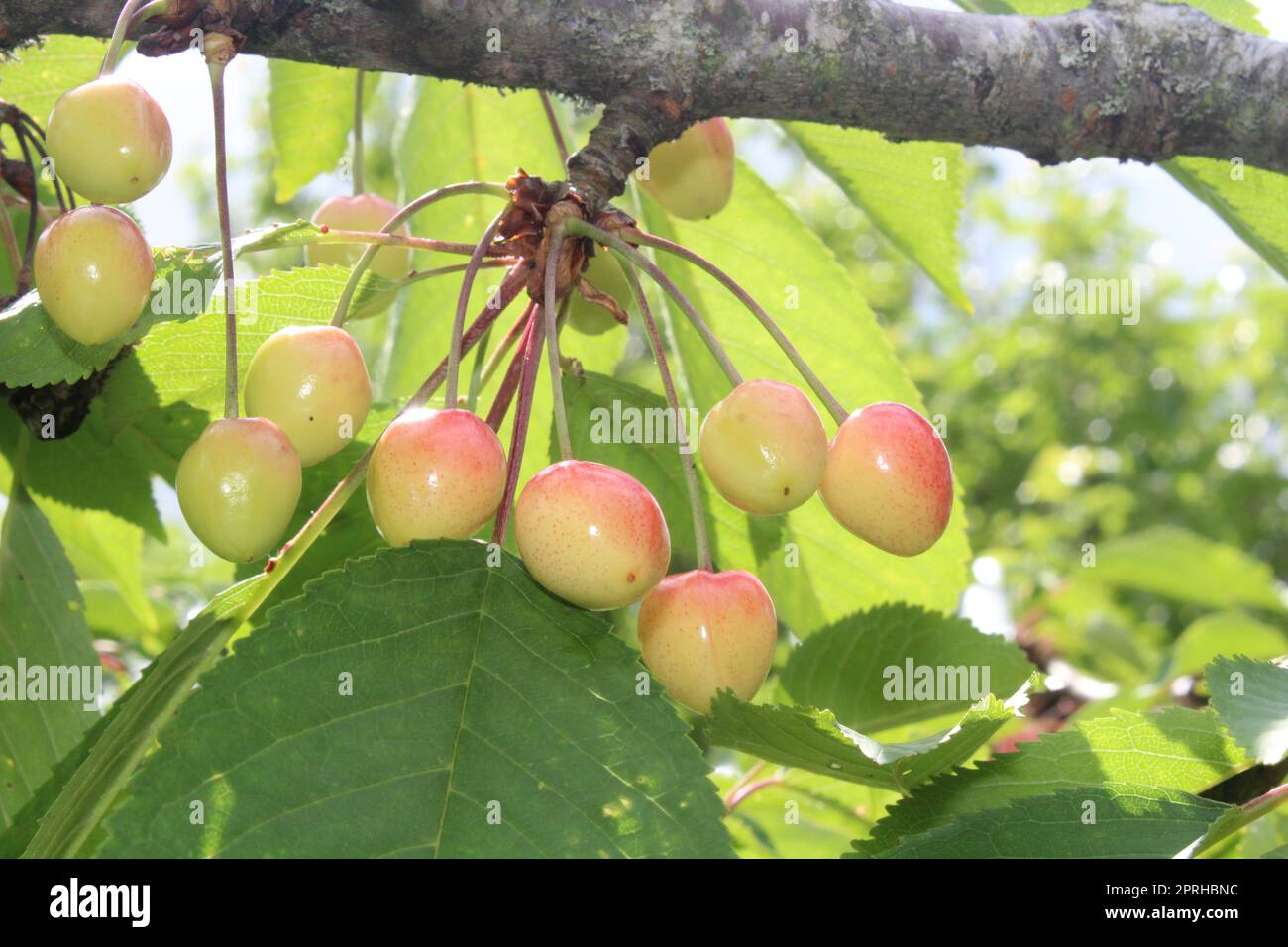 unripe cherries on a cherry tree Stock Photo - Alamy
