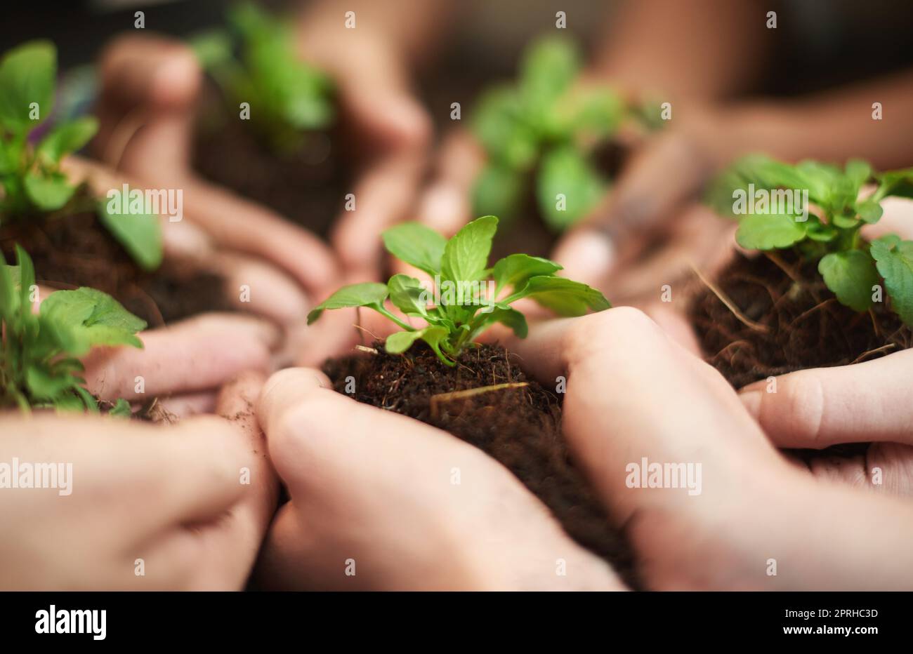 Precious resources. a group of people each holding a plant growing in ...