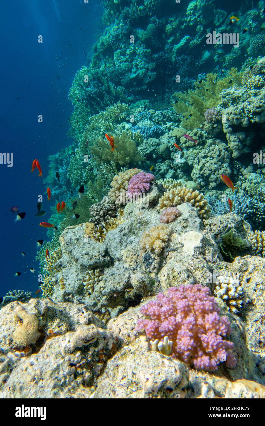 Colorful, picturesque coral reef at the bottom of tropical sea, hard ...