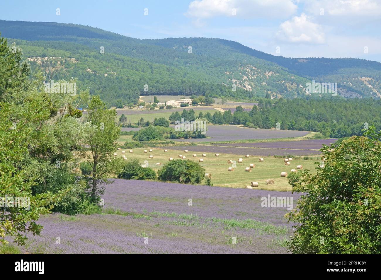 Plateau de Sault, Provence Stock Photo - Alamy
