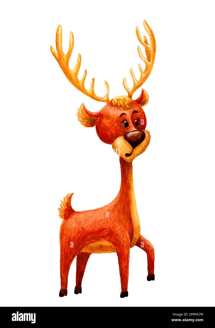 Surprised elk hi-res stock photography and images - Alamy