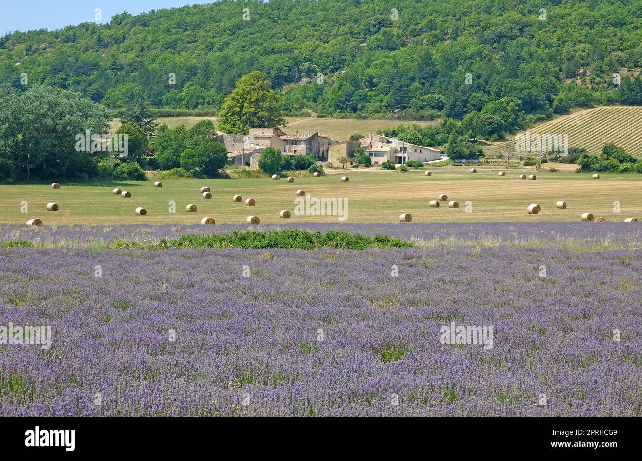 Lavendelfeld auf dem Plateau de Sault in der Provence Stock Photo - Alamy