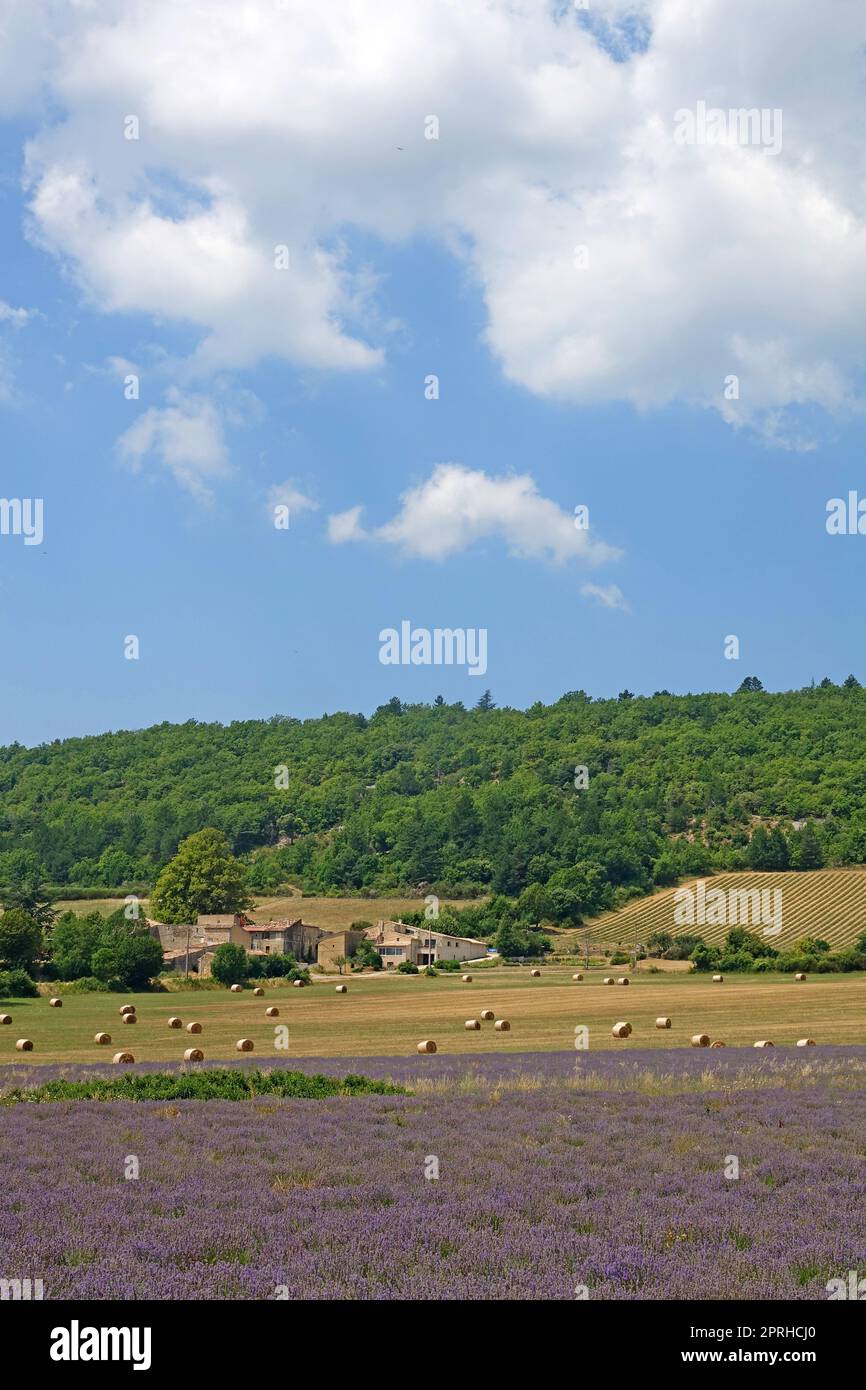 Lavendelfeld auf dem Plateau de Sault in der Provence Stock Photo - Alamy
