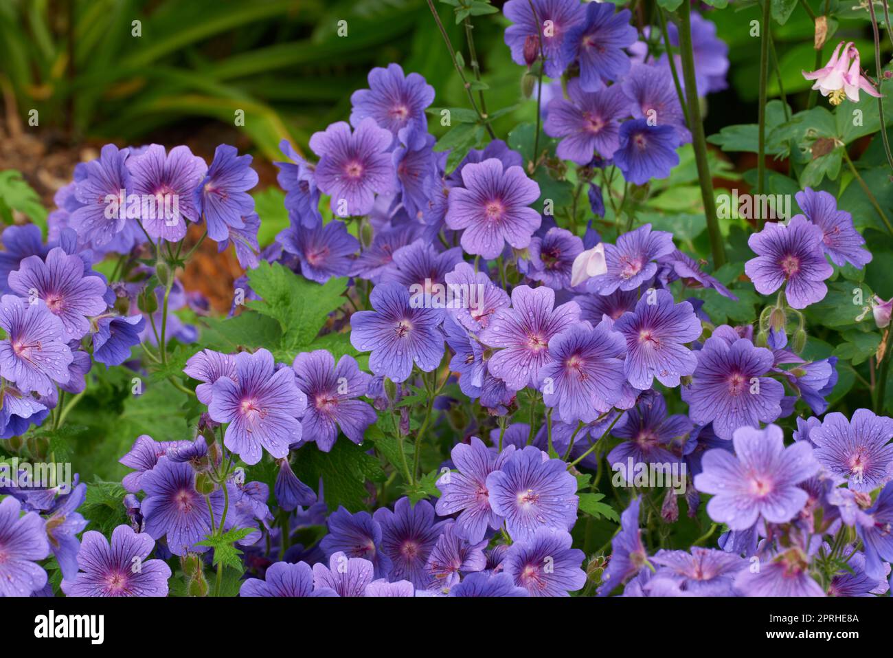 Budding flowers hi-res stock photography and images - Alamy