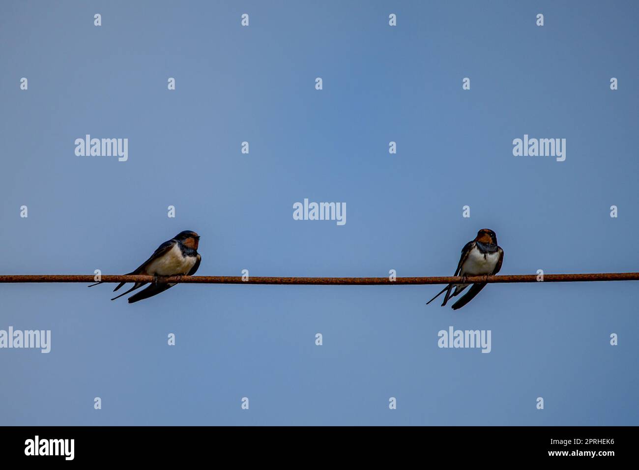 House swallows hi-res stock photography and images - Alamy
