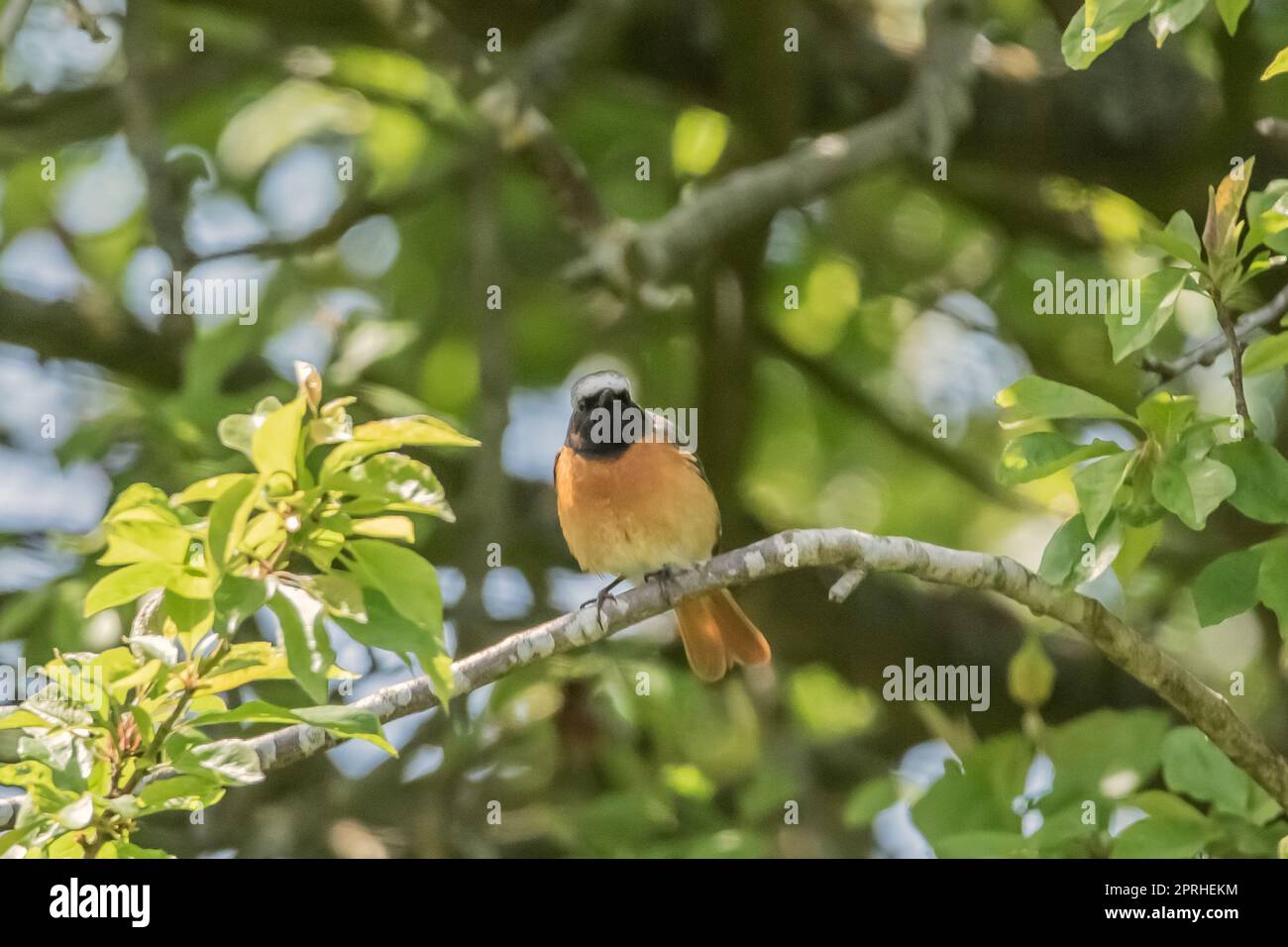 Fauna redstart in the home garden hi-res stock photography and images ...