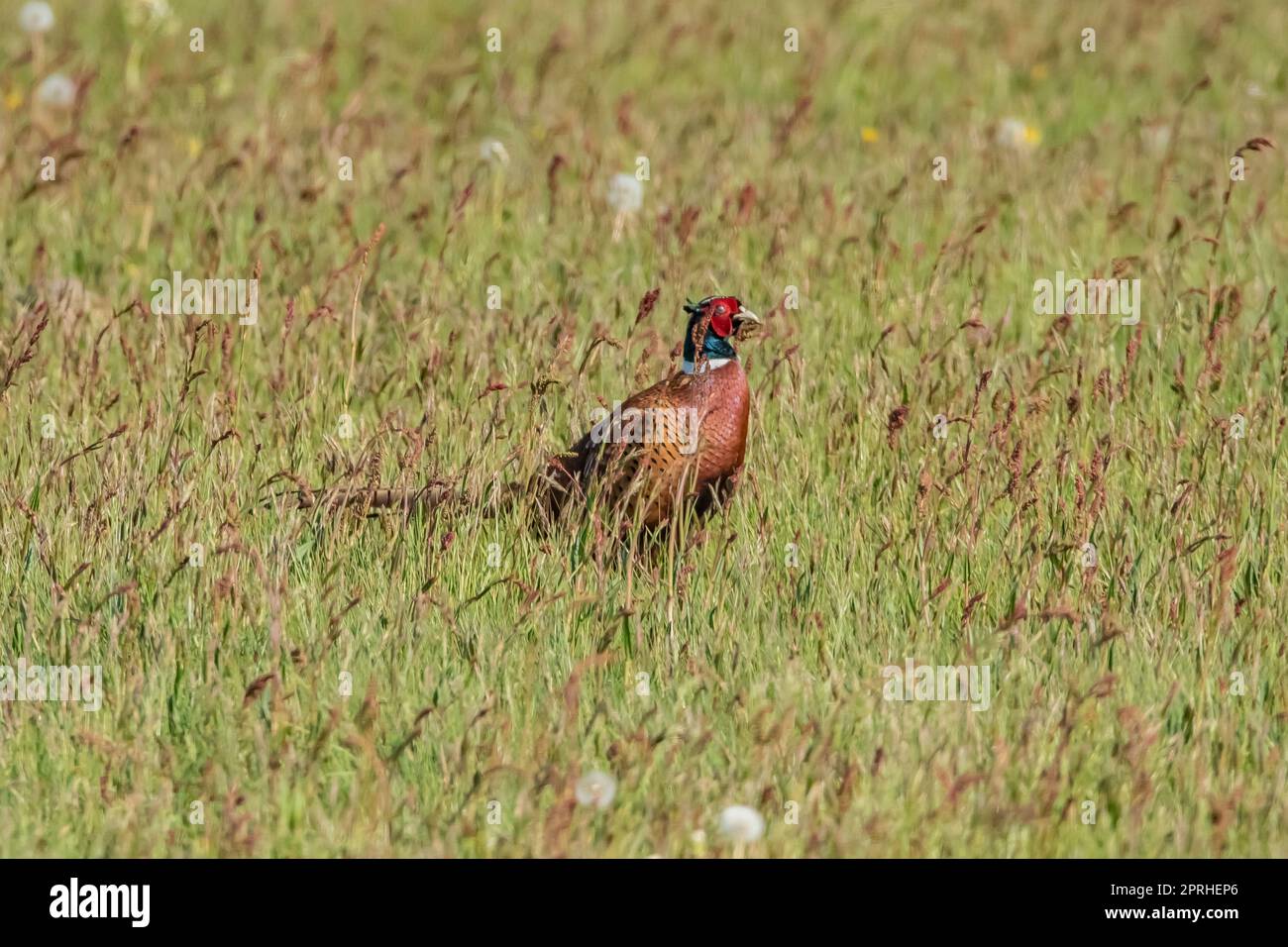 Pheasant type hi-res stock photography and images - Alamy