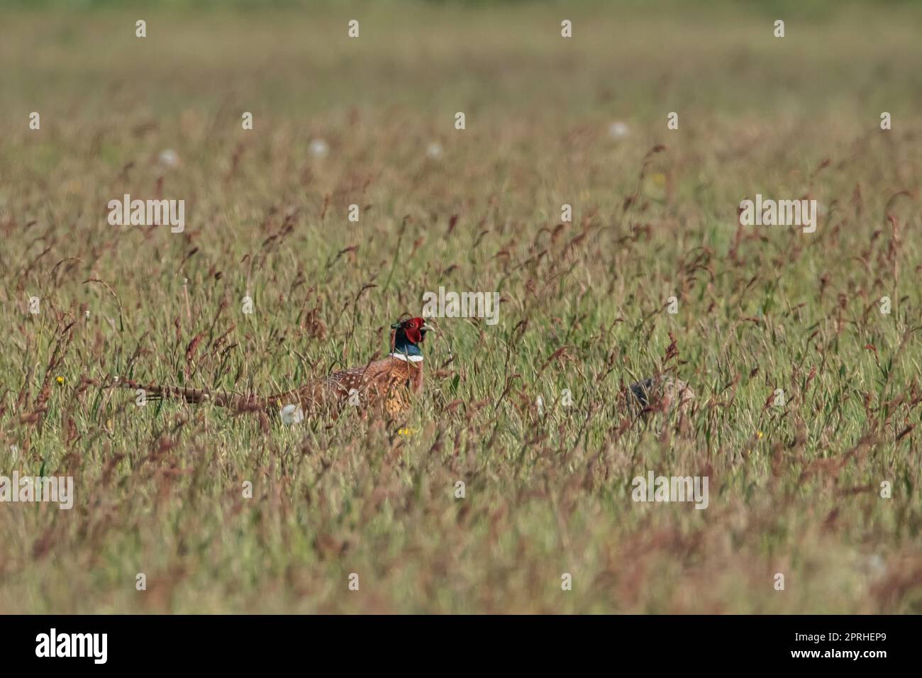 Pheasant type hi-res stock photography and images - Alamy