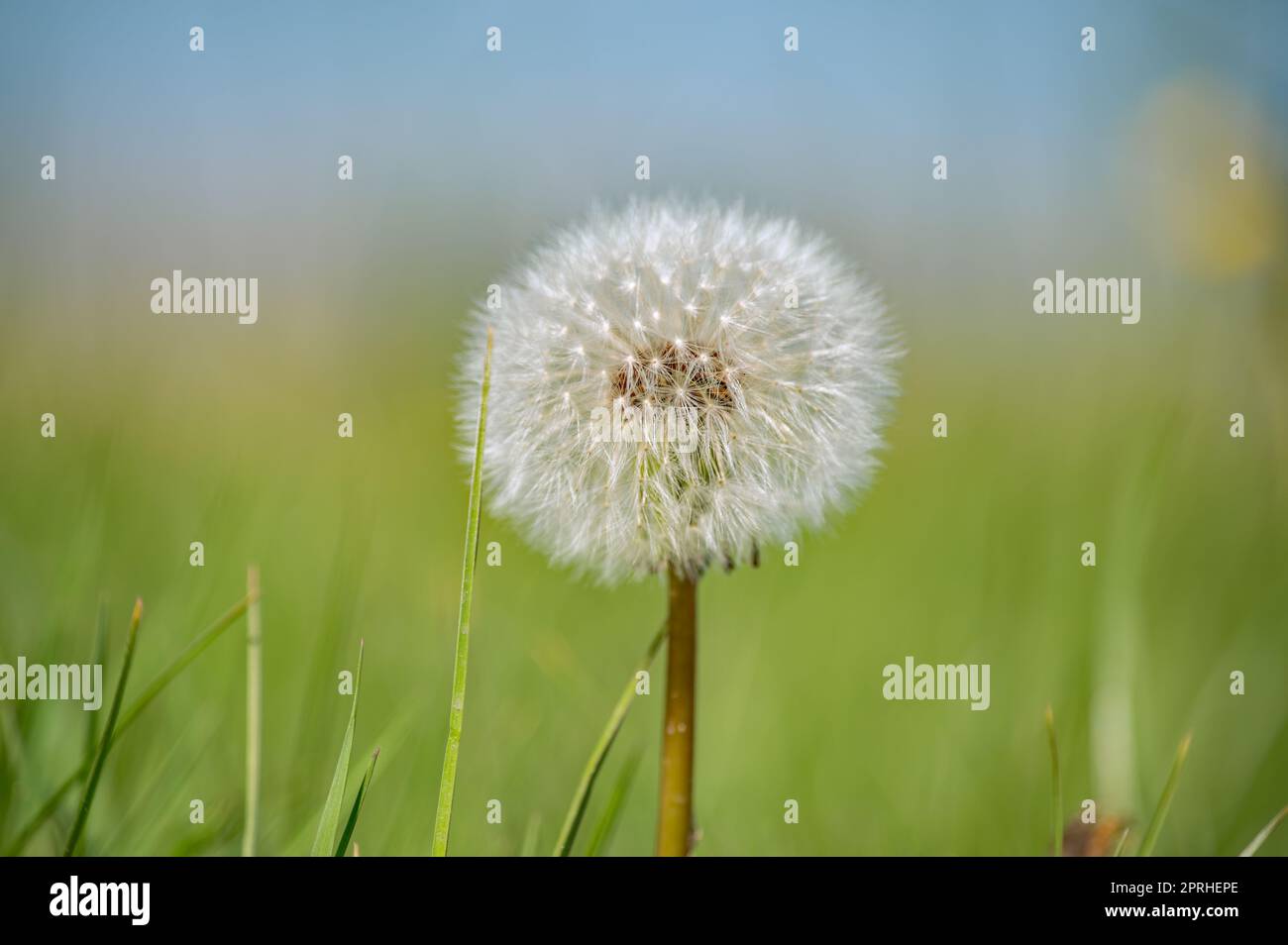 Dandelion like plants hi-res stock photography and images - Alamy