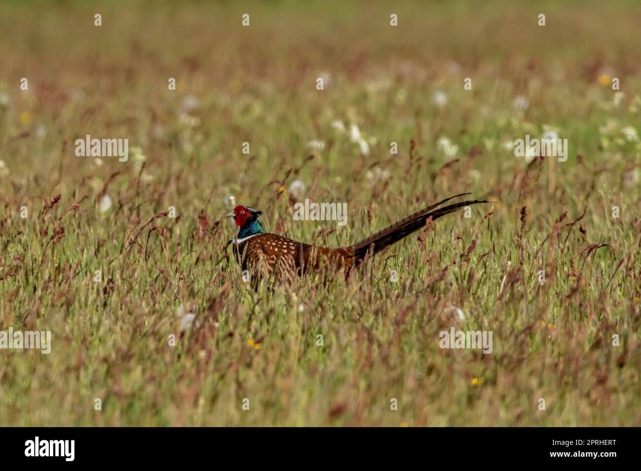 Pheasant type hi-res stock photography and images - Alamy
