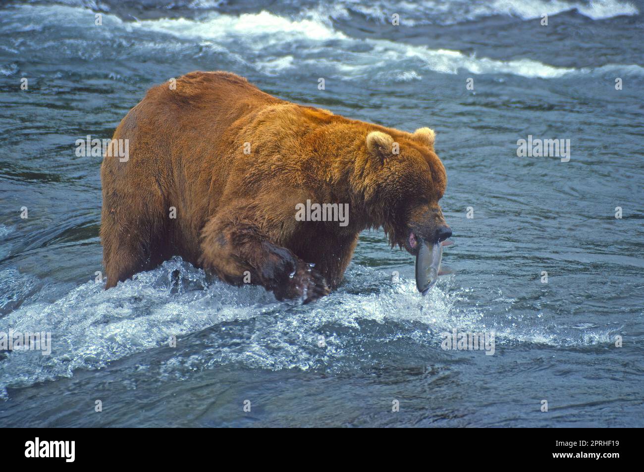 Katmai brown bear hi-res stock photography and images - Alamy