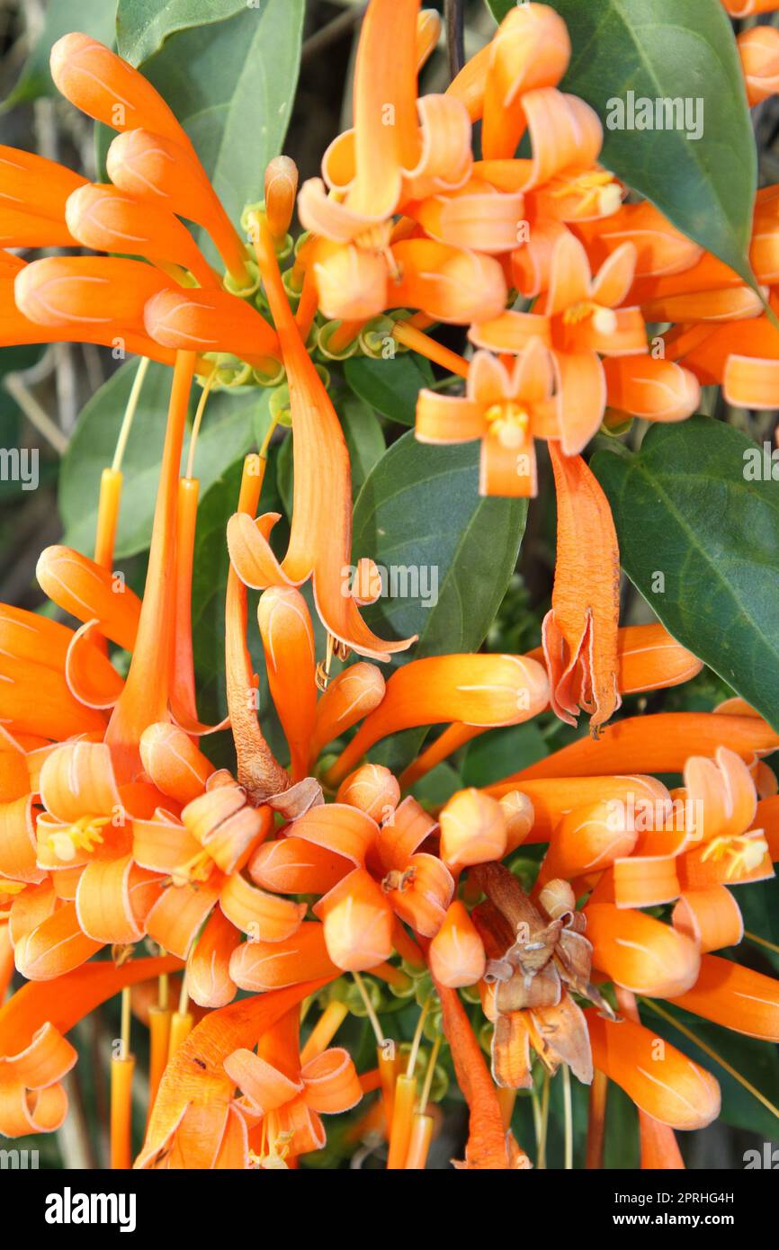 Flame Vine (Pyrostegia venusta Stock Photo - Alamy