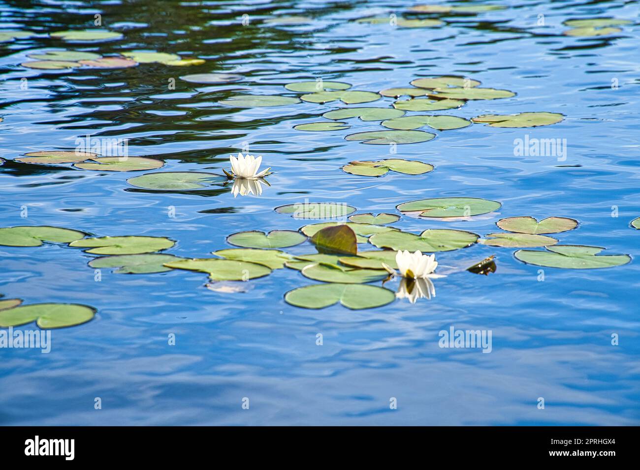 Lily in a field hi-res stock photography and images - Alamy