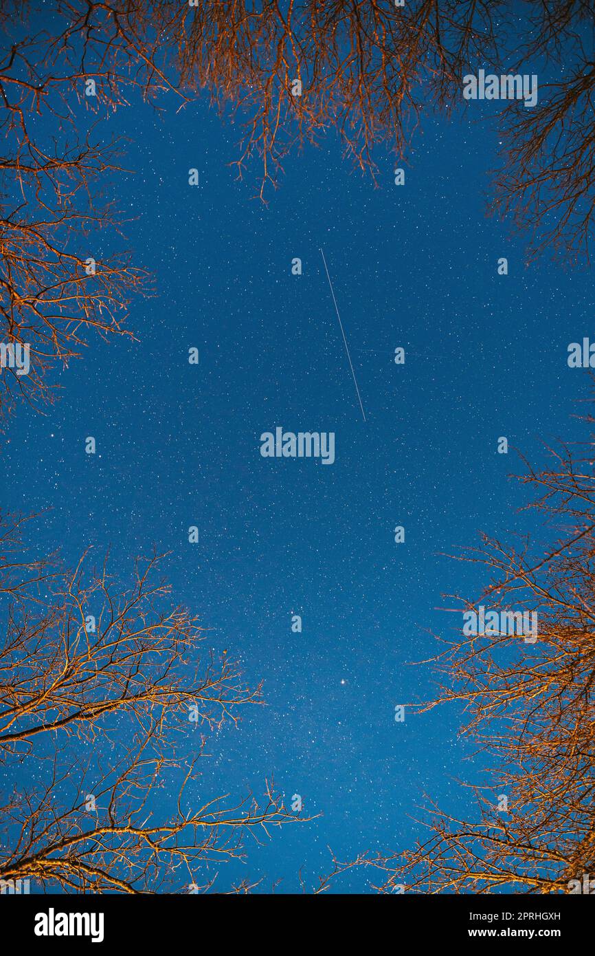 Night Sky Stars Above Oak Trees Branches In Early Spring. Natural ...