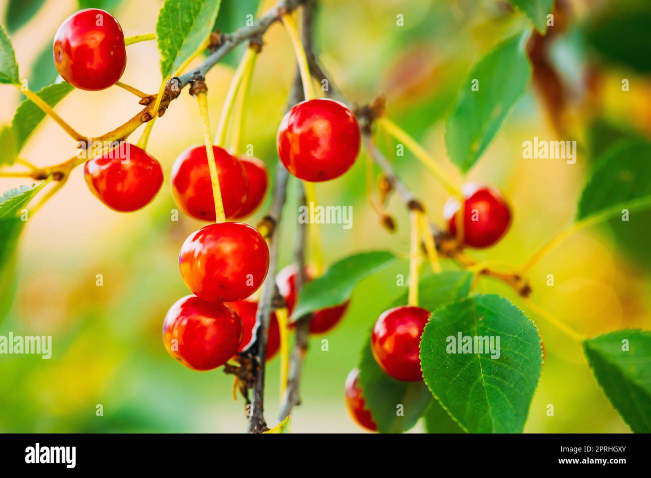 Dwarf cherry tree hi-res stock photography and images - Alamy