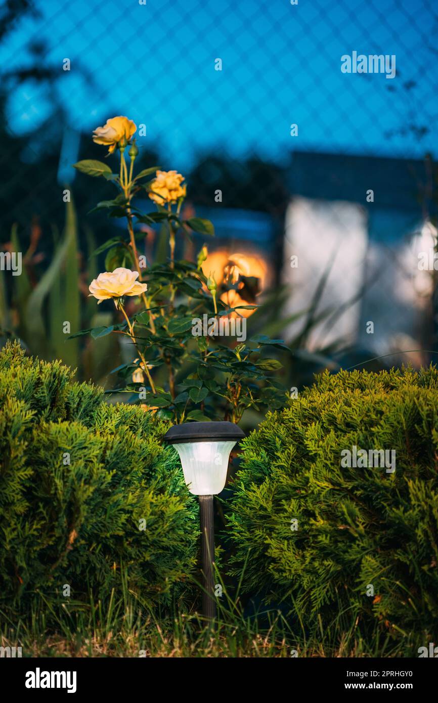 Night View Of Flowerbed Illuminated By Energy-Saving Solar Powered ...