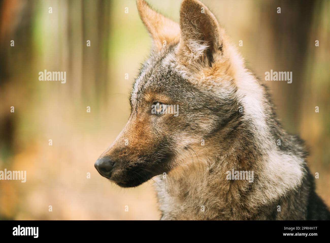 Funny Curious Young Puppy Gray Wolf. Close Up Portrait Of Cub Wolf ...