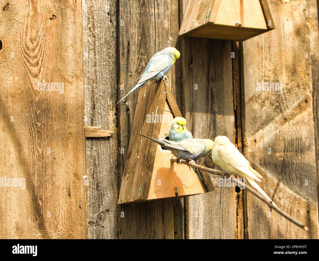 Budgies in decorative environment playing, eating and cuddling Stock ...
