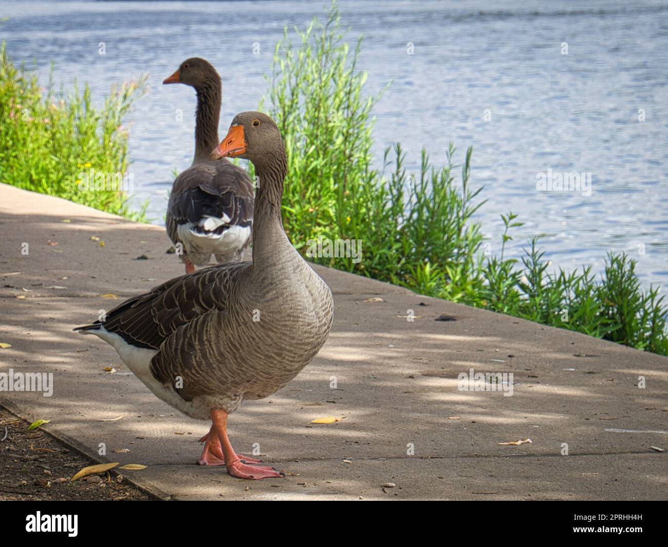 Gait protection hi-res stock photography and images - Alamy