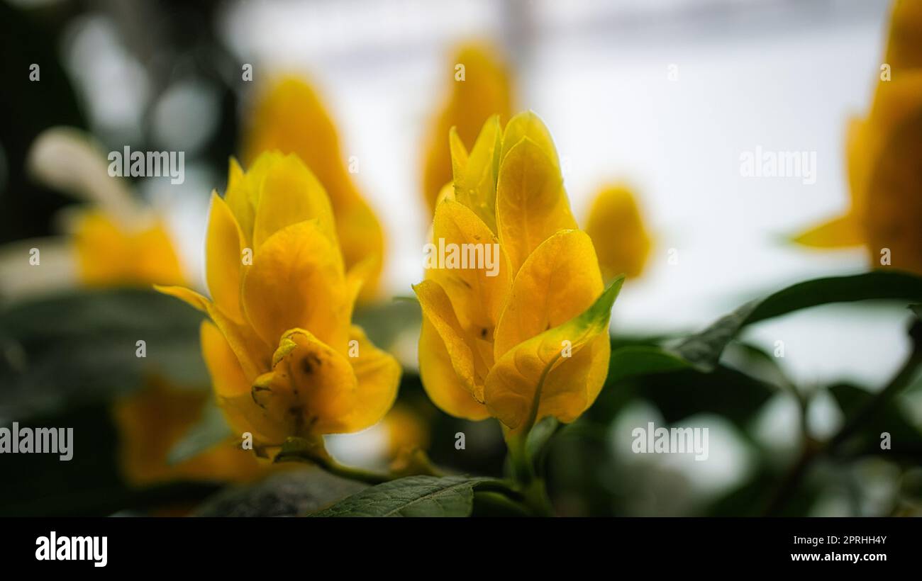 Close up of yellow blossom of beautiful flower. detailed single shot ...