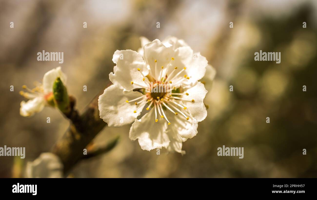 cherry blossoms on the branches of a cherry tree Stock Photo - Alamy