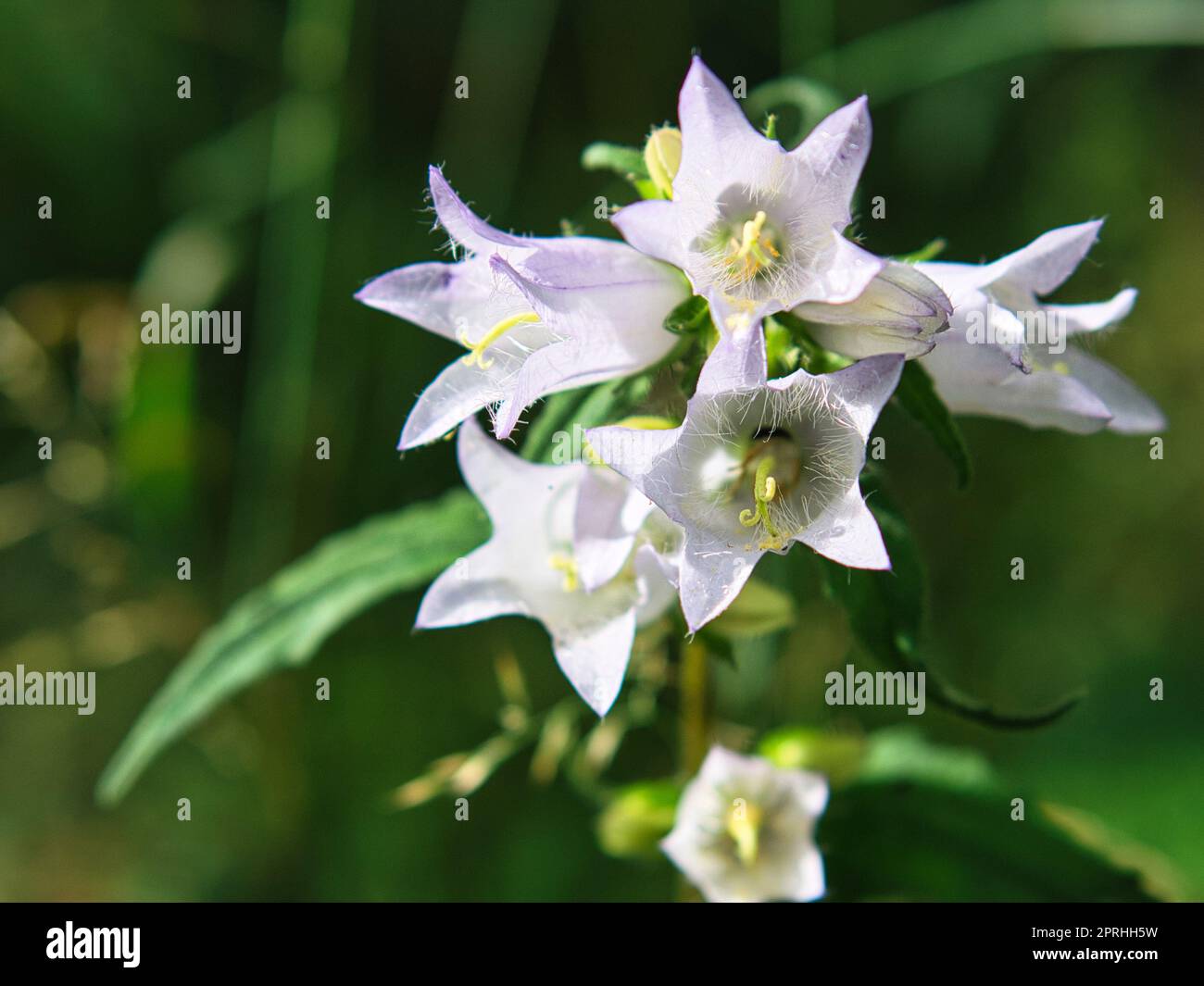 Beautiful single flower hi-res stock photography and images - Alamy