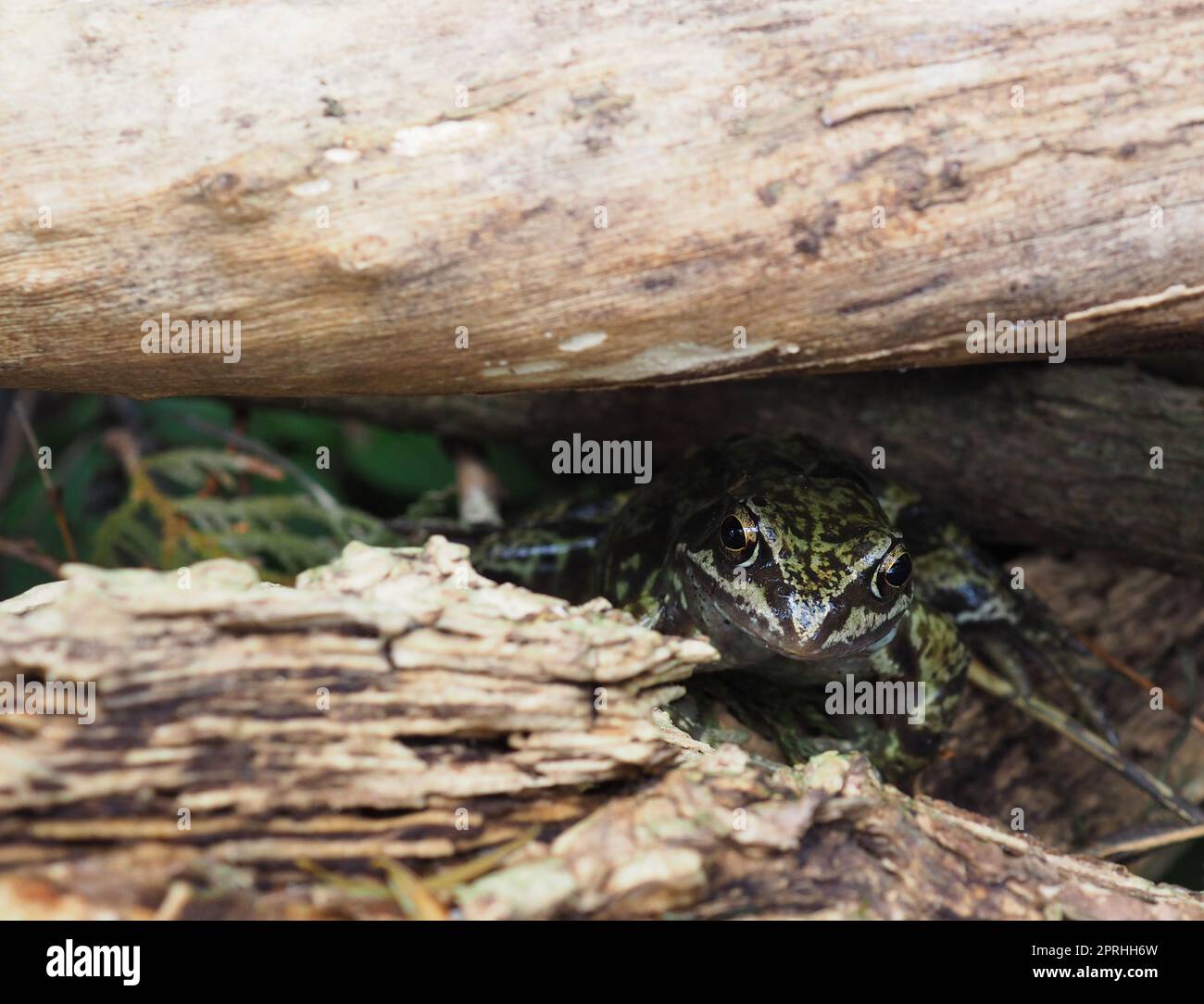 Frog under a branch Stock Photo - Alamy
