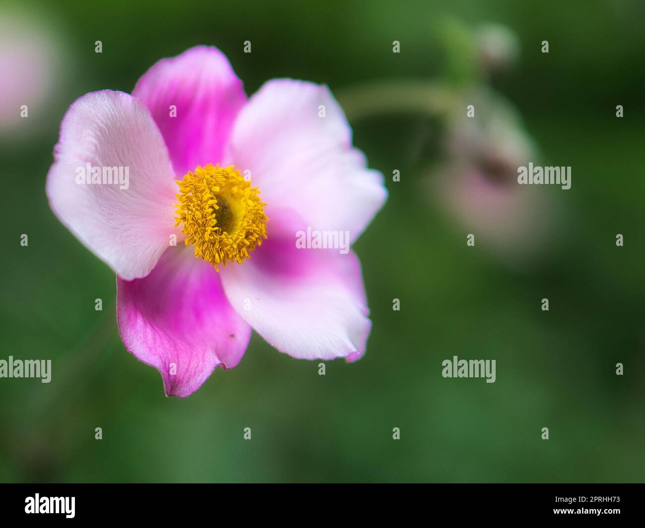 Beautiful single flower hi-res stock photography and images - Alamy