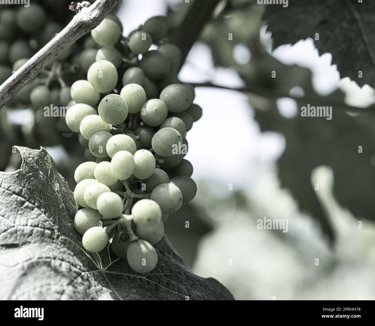 Vineyards in rich colors. The vines with the grapes are ripe. These are ...