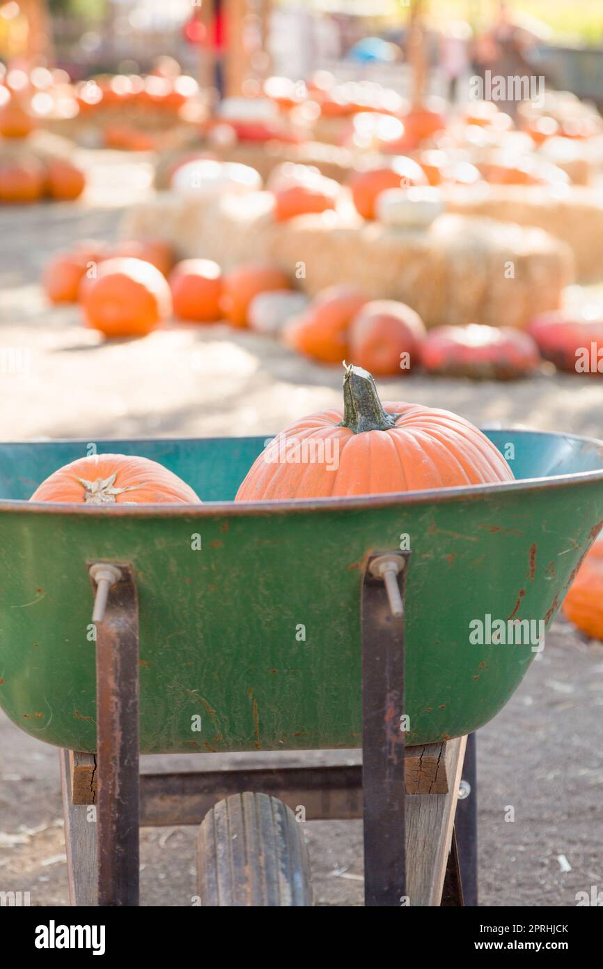 Wheelbarrow Carrying Pumpkins at the Pumpkin Patch Stock Photo - Alamy