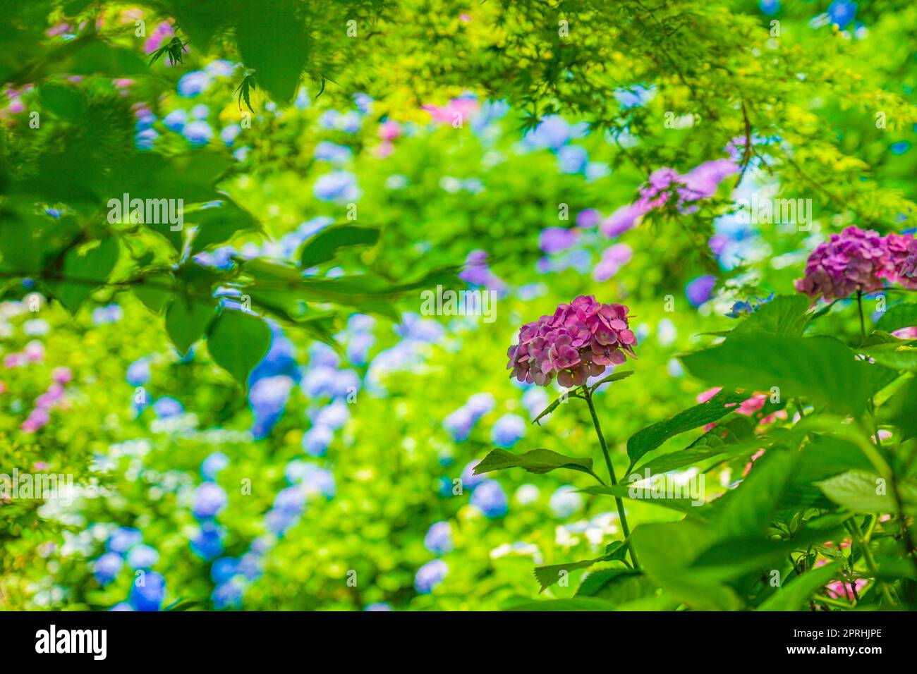 Hydrangea image in June Stock Photo - Alamy