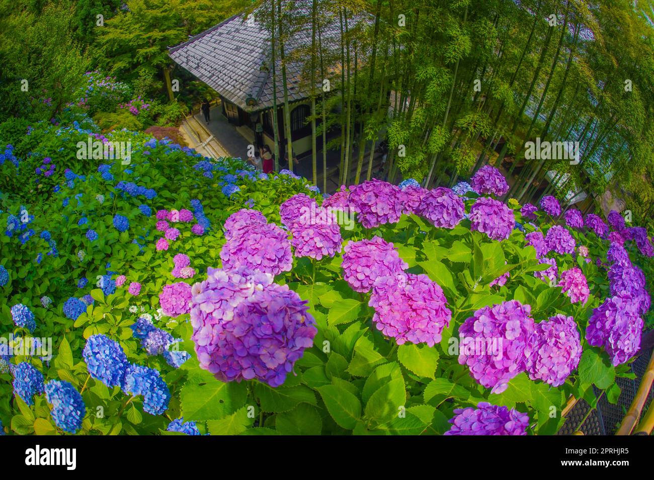 Ajisai and Japanese house Stock Photo - Alamy