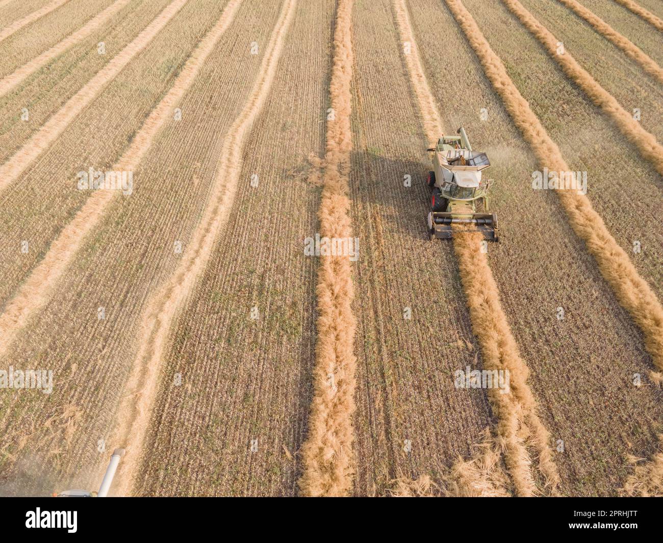 Combines mow rapeseed in the field.Agro-industrial complex.The combine ...