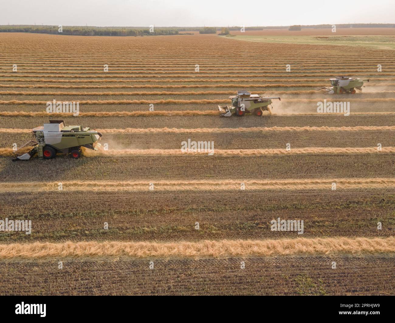 Combines mow rapeseed in the field.Agro-industrial complex.The combine ...