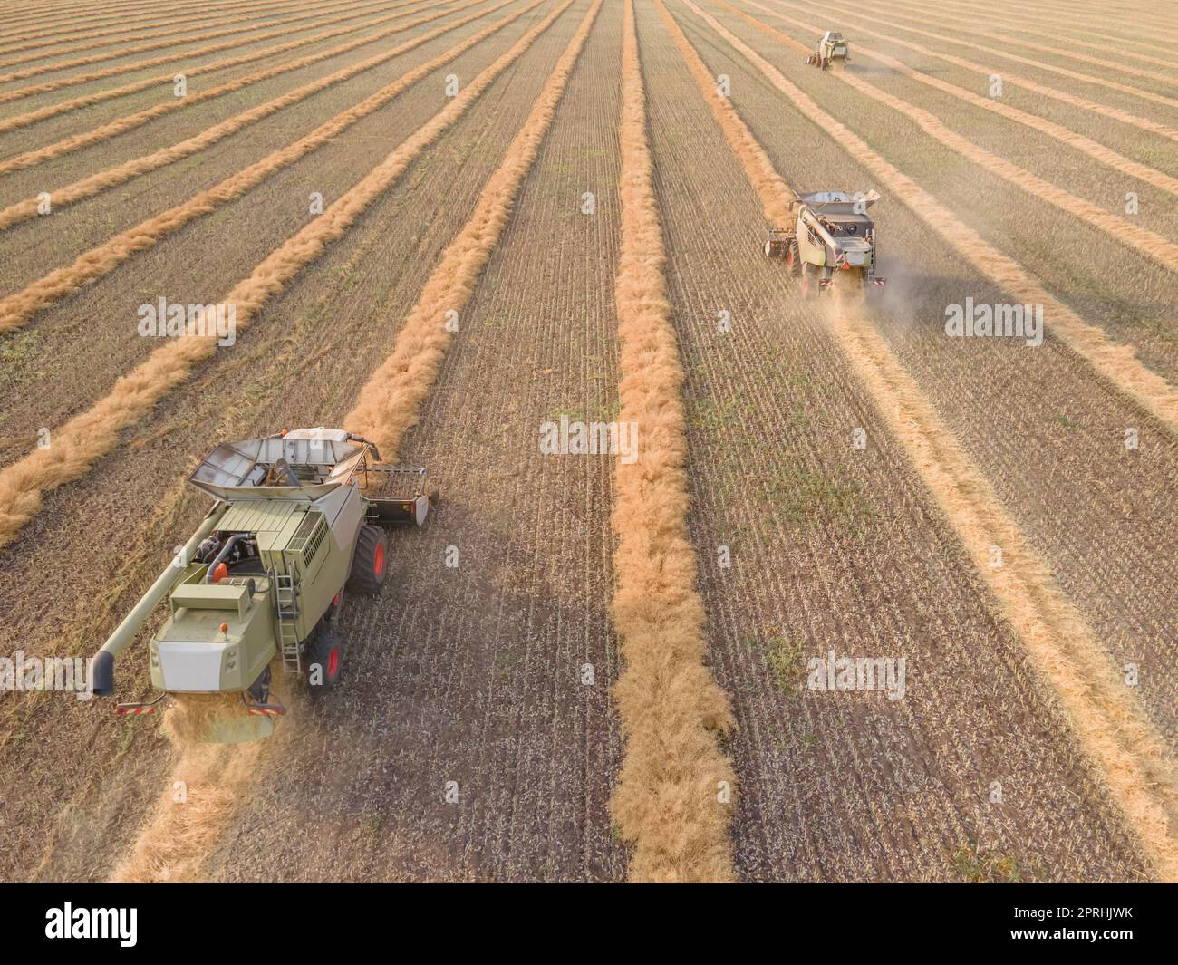Combines mow rapeseed in the field.Agro-industrial complex.The combine ...