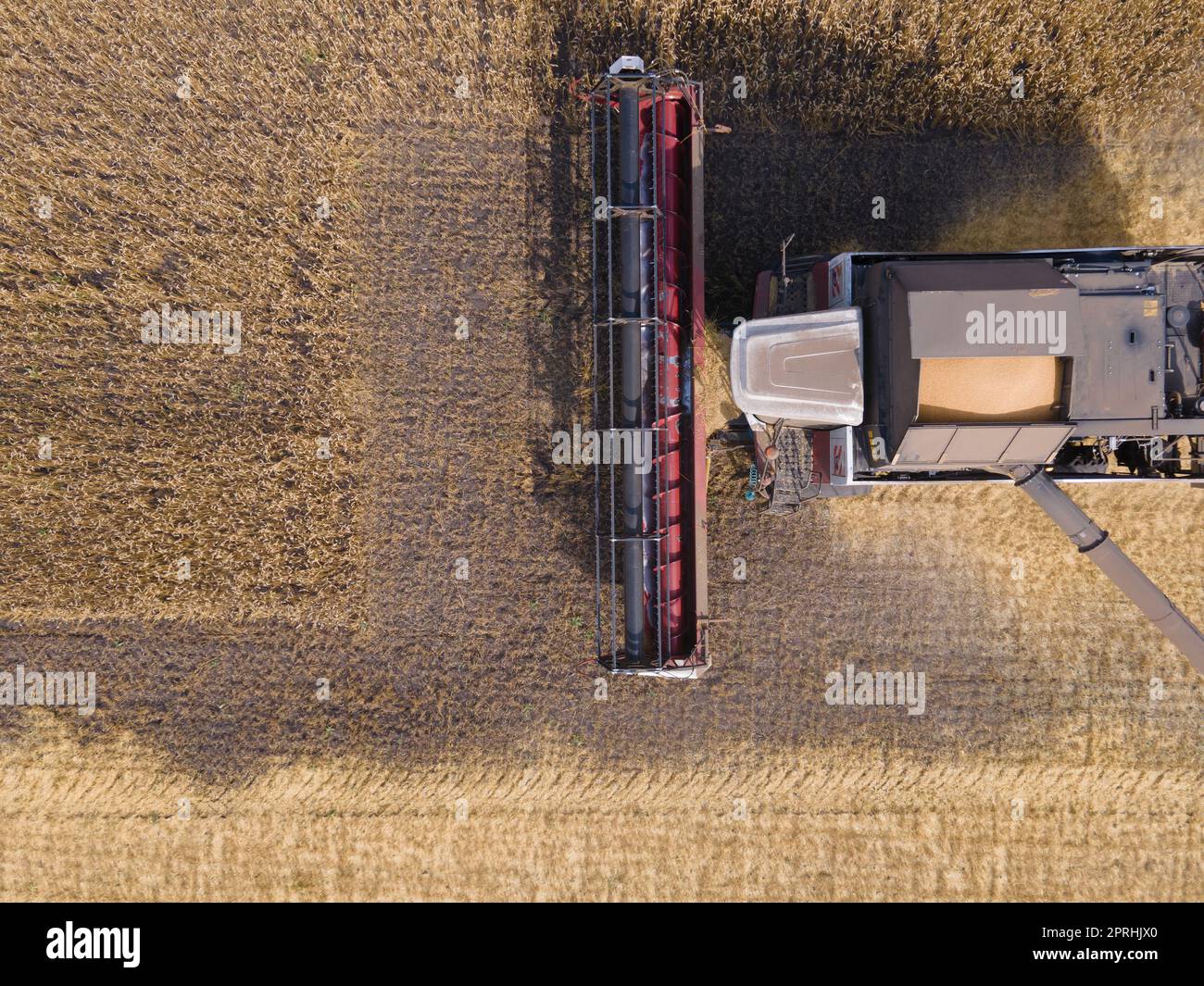Combines mow wheat in the field.Agro-industry.Combine Harvester Cutting ...