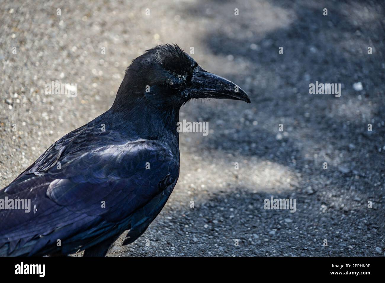 Jet -black crow (Hashibuto glass Stock Photo - Alamy