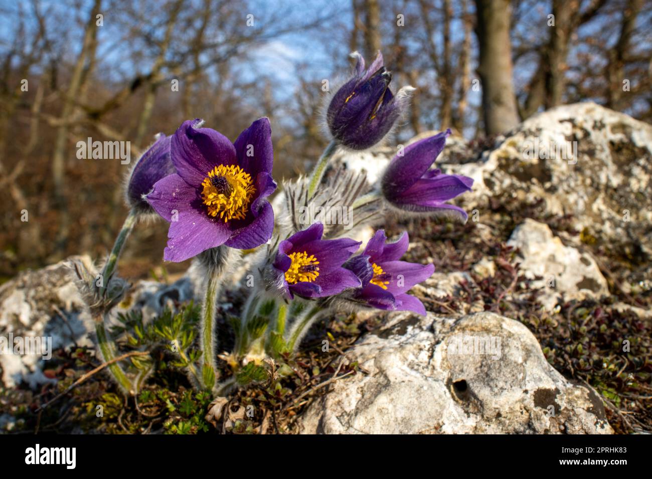 Beautiful purple pasque flowers hi-res stock photography and images - Alamy