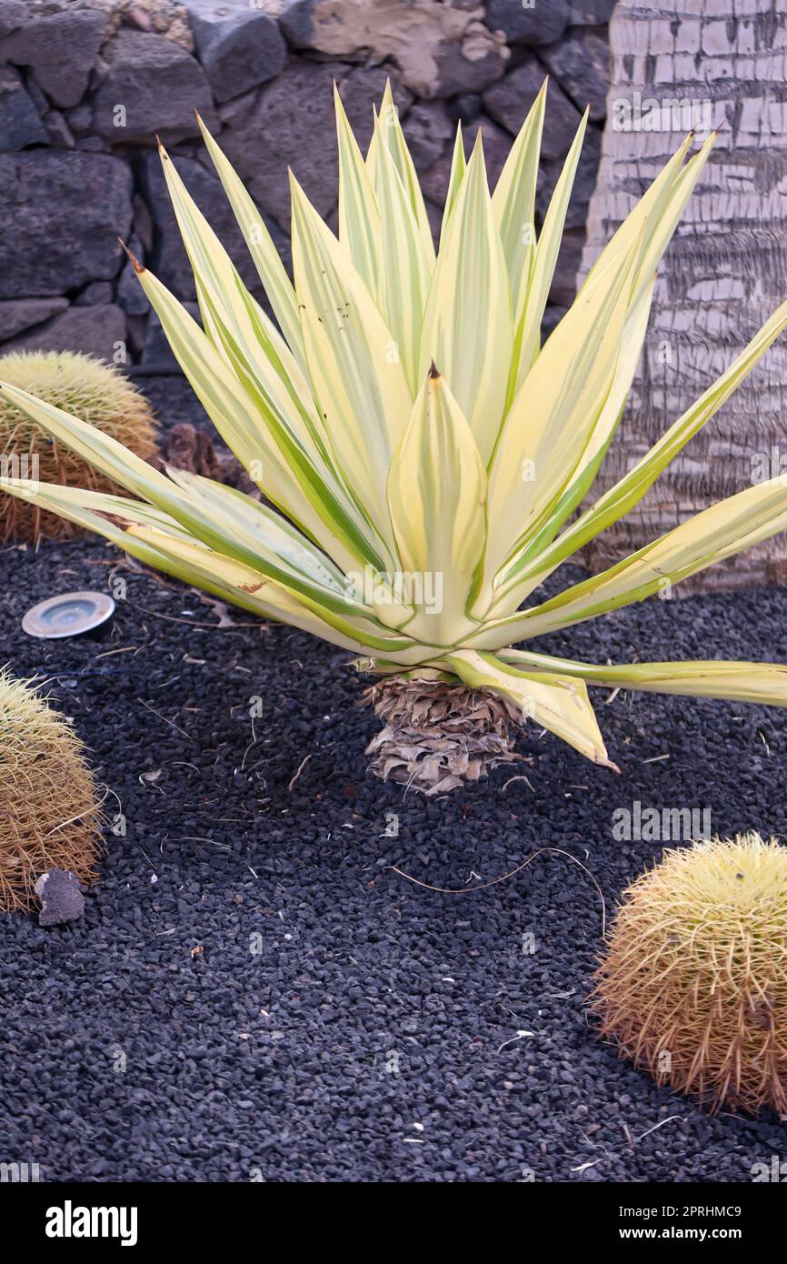 Portrait of an agave between several cacti Stock Photo - Alamy