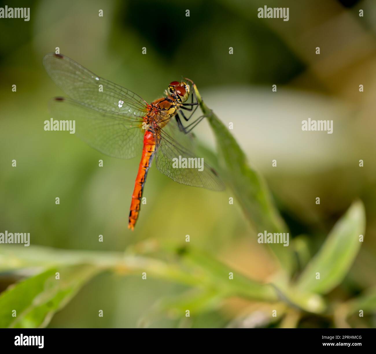 A Blood Red Darter, Symetrum sanguineum on a plant Stock Photo - Alamy